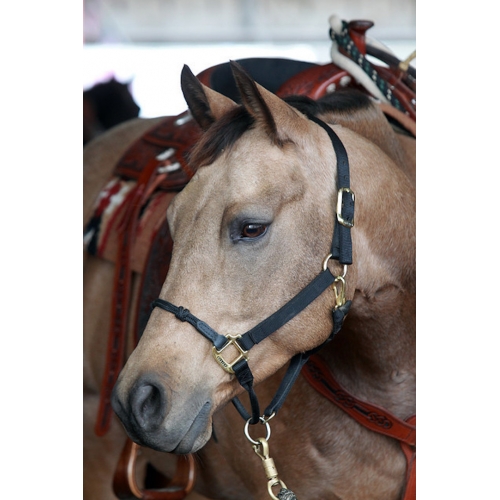 Hybrid Halter Lite at Jerome Weeks blog