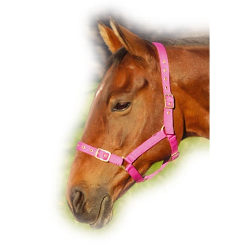 Adjustable Webbing Horse Headcollar