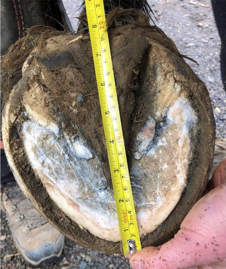 How To Measure A Horse For Hoof Boots