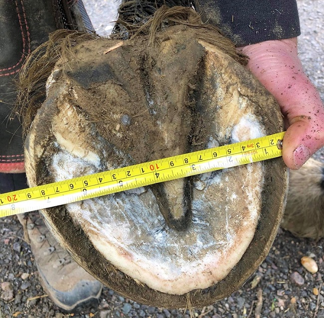 How To Measure A Horse For Hoof Boots